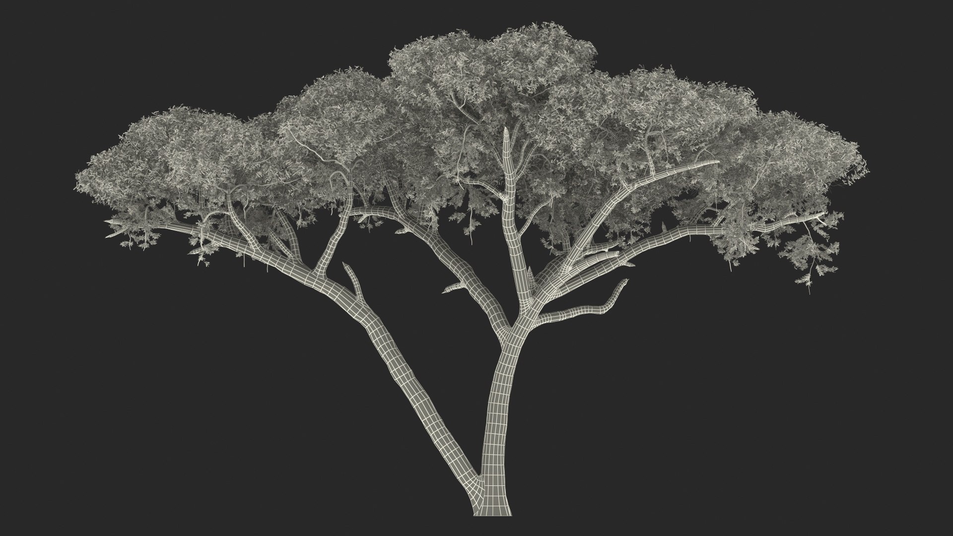 African Acacia Tree South Africa Model - TurboSquid 1461199