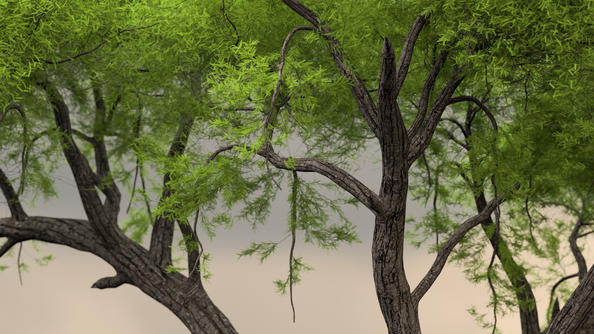 African Acacia Tree South Africa Model - TurboSquid 1461199