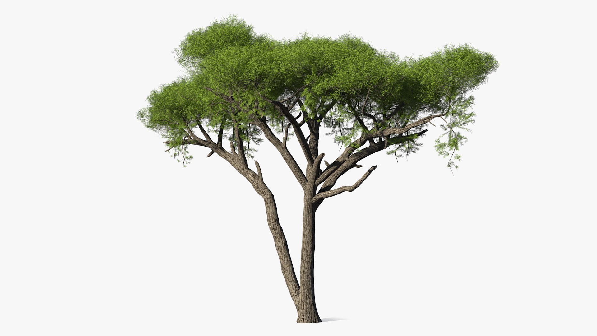 African Acacia Tree South Africa Model - TurboSquid 1461199