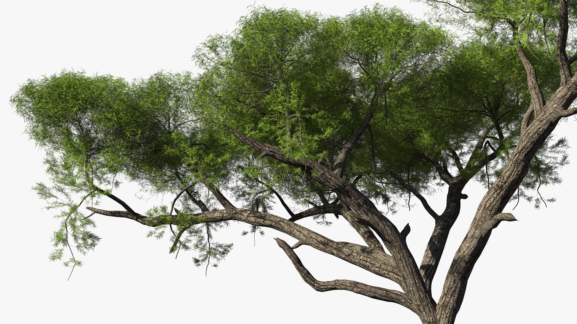 African Acacia Tree South Africa Model - TurboSquid 1461199