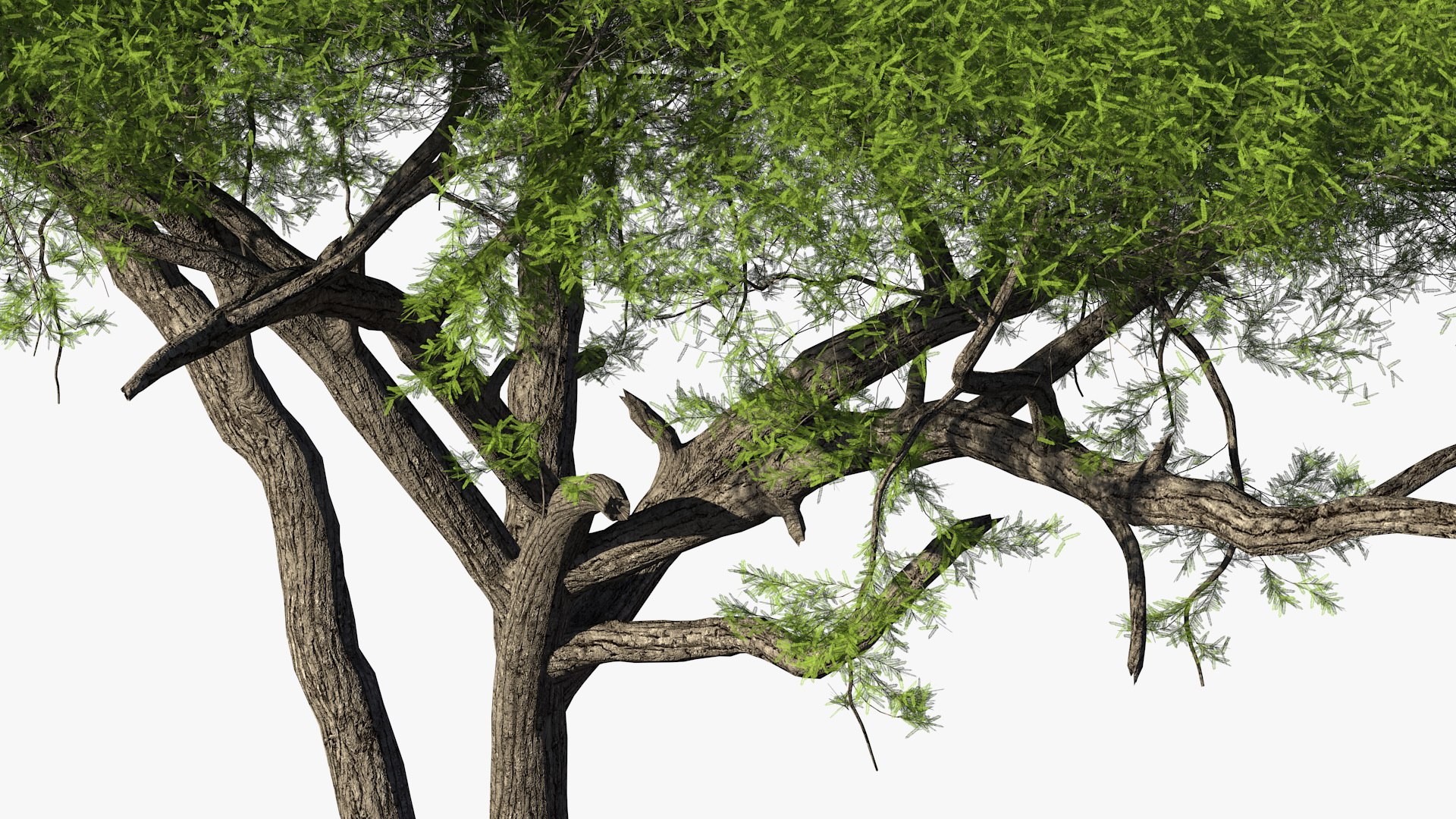 African Acacia Tree South Africa Model - TurboSquid 1461199