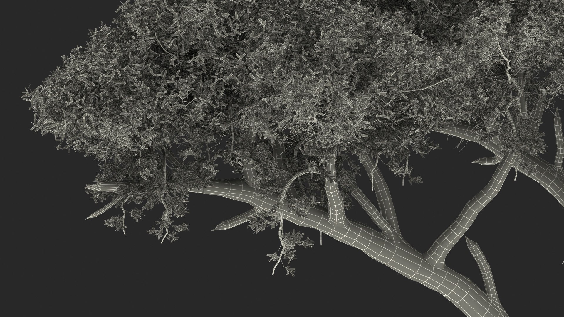 African acacia tree south africa model - TurboSquid 1461199