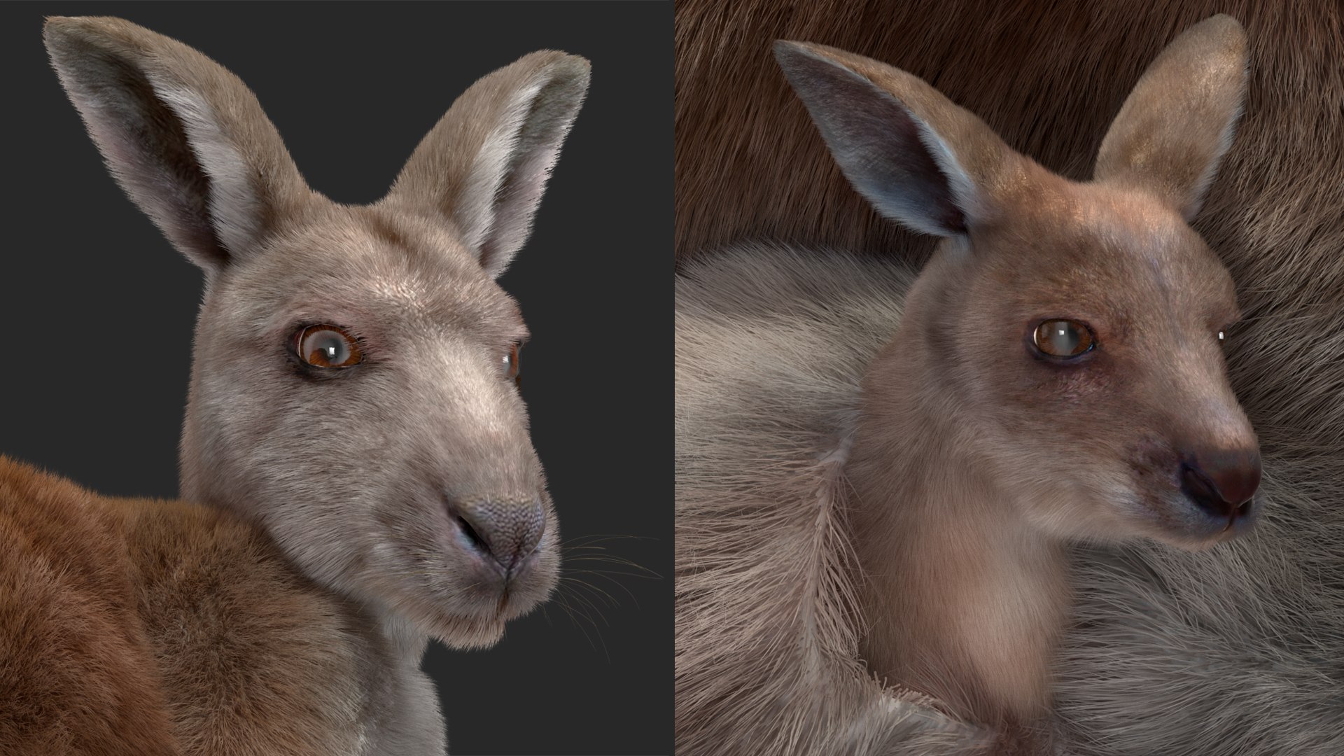 3D Mother Kangaroo With Baby Lying Fur Model - TurboSquid 2250326