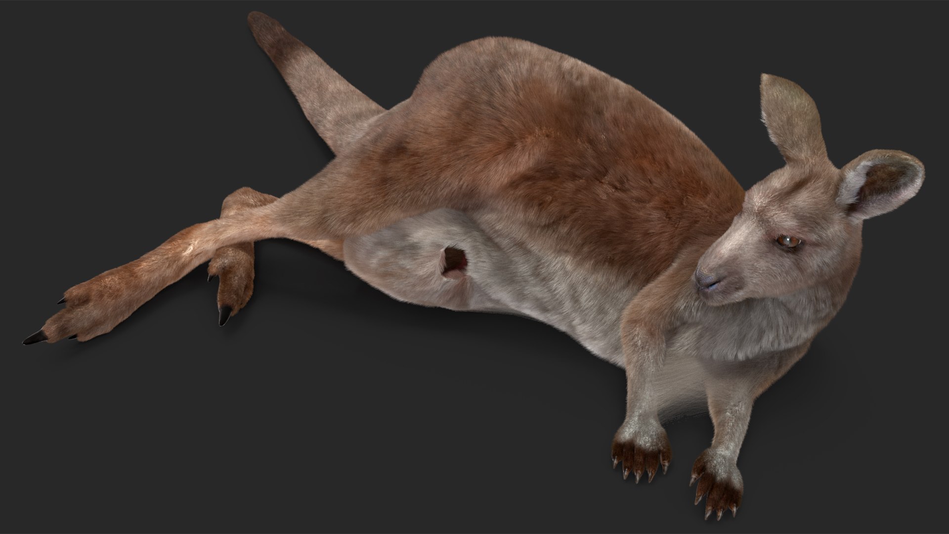 3D Mother Kangaroo With Baby Lying Fur Model - TurboSquid 2250326