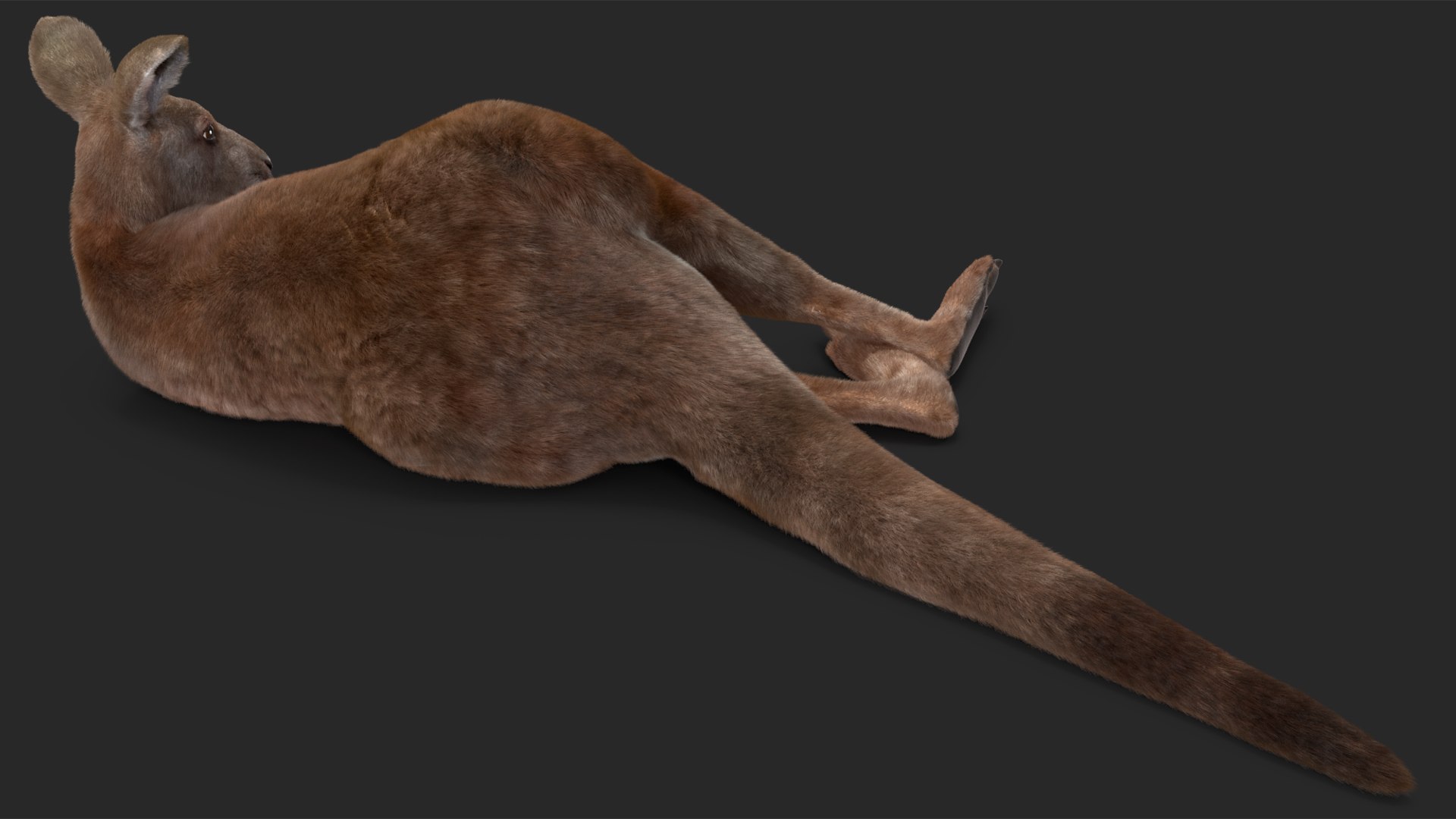 3D Mother Kangaroo With Baby Lying Fur Model - TurboSquid 2250326