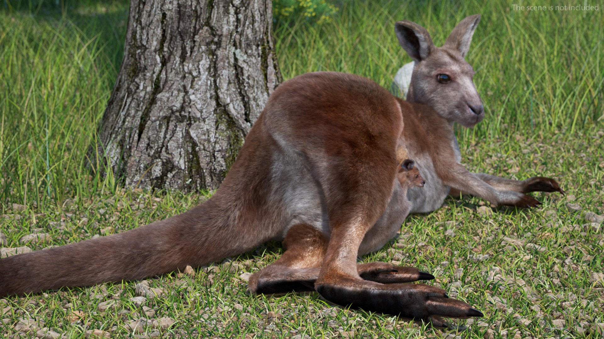 3D Mother Kangaroo With Baby Lying Fur Model - TurboSquid 2250326