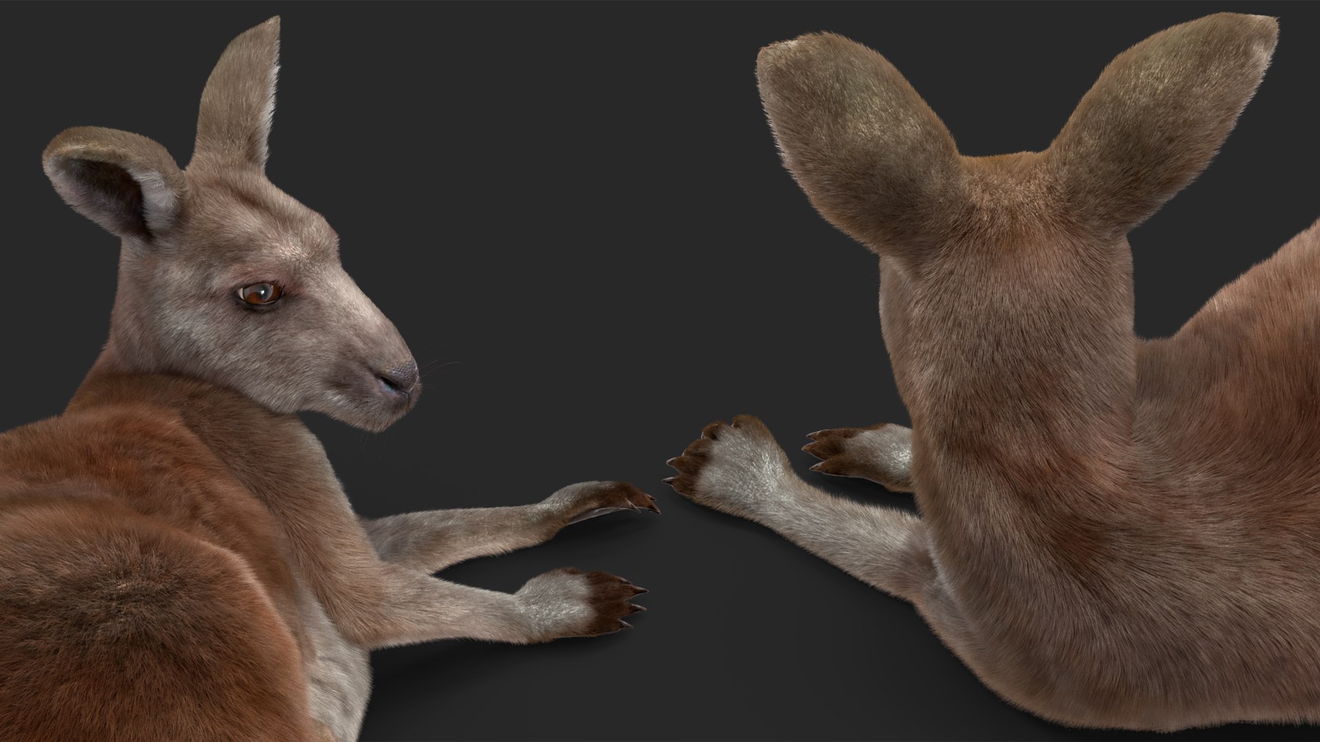 3D Mother Kangaroo With Baby Lying Fur Model - TurboSquid 2250326