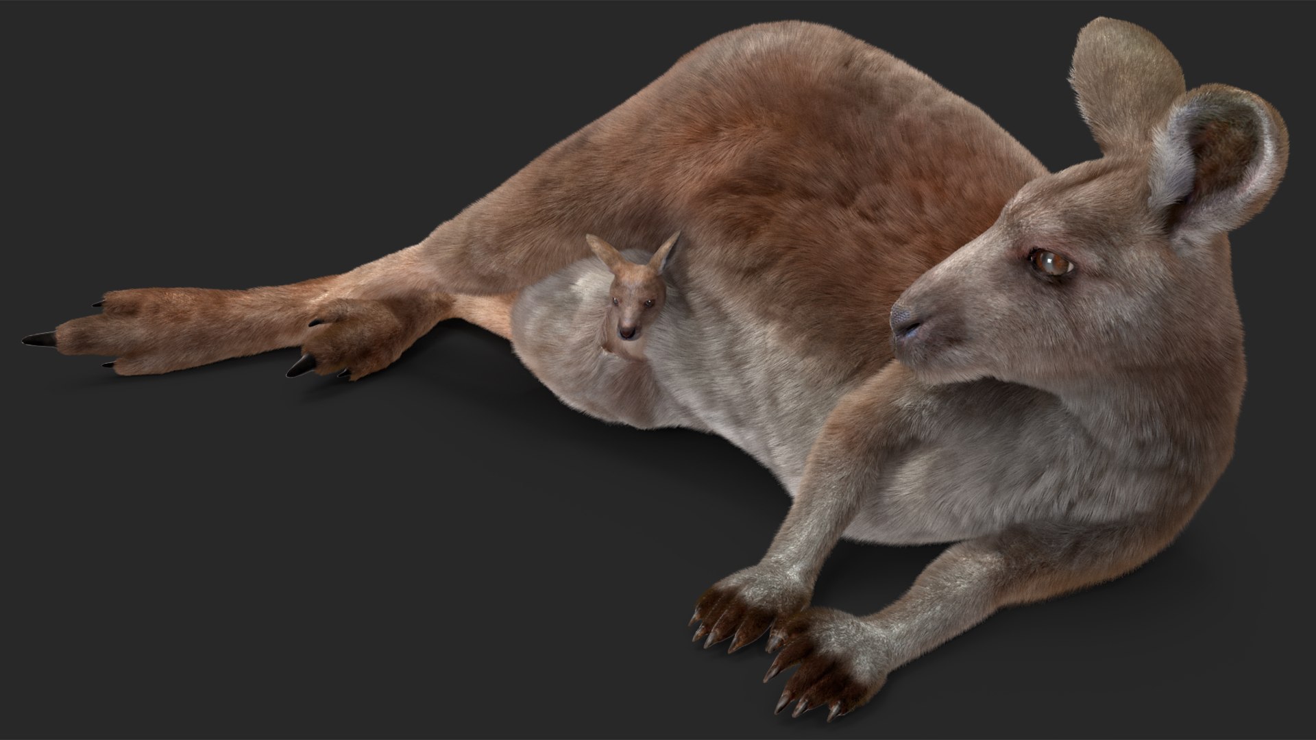 3D Mother Kangaroo With Baby Lying Fur Model - TurboSquid 2250326
