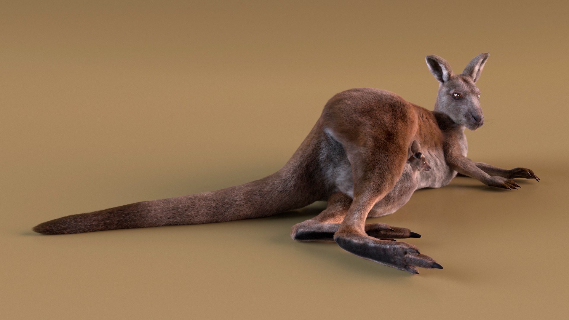 3D Mother Kangaroo With Baby Lying Fur Model - TurboSquid 2250326