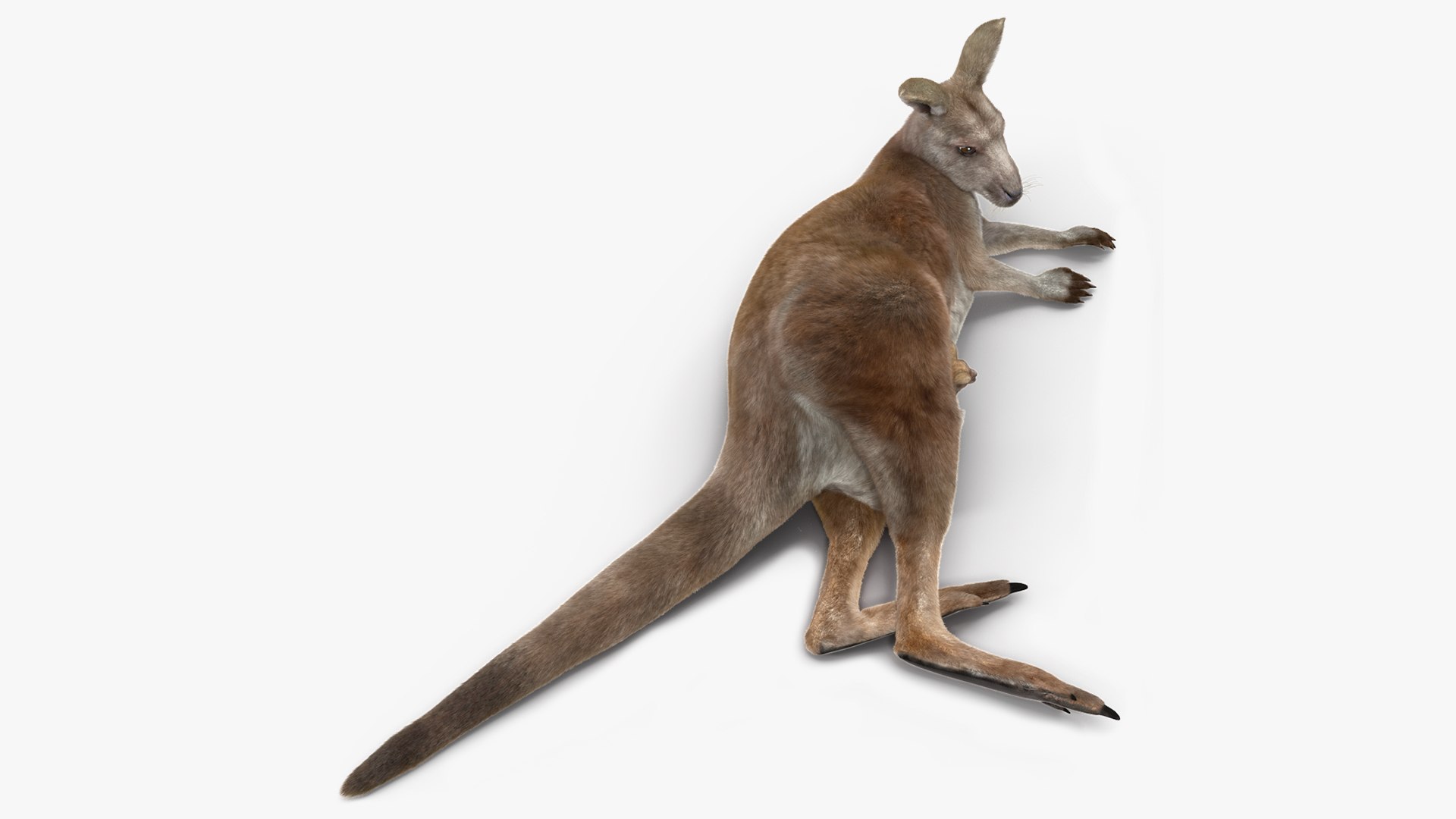 3D Mother Kangaroo With Baby Lying Fur Model - TurboSquid 2250326