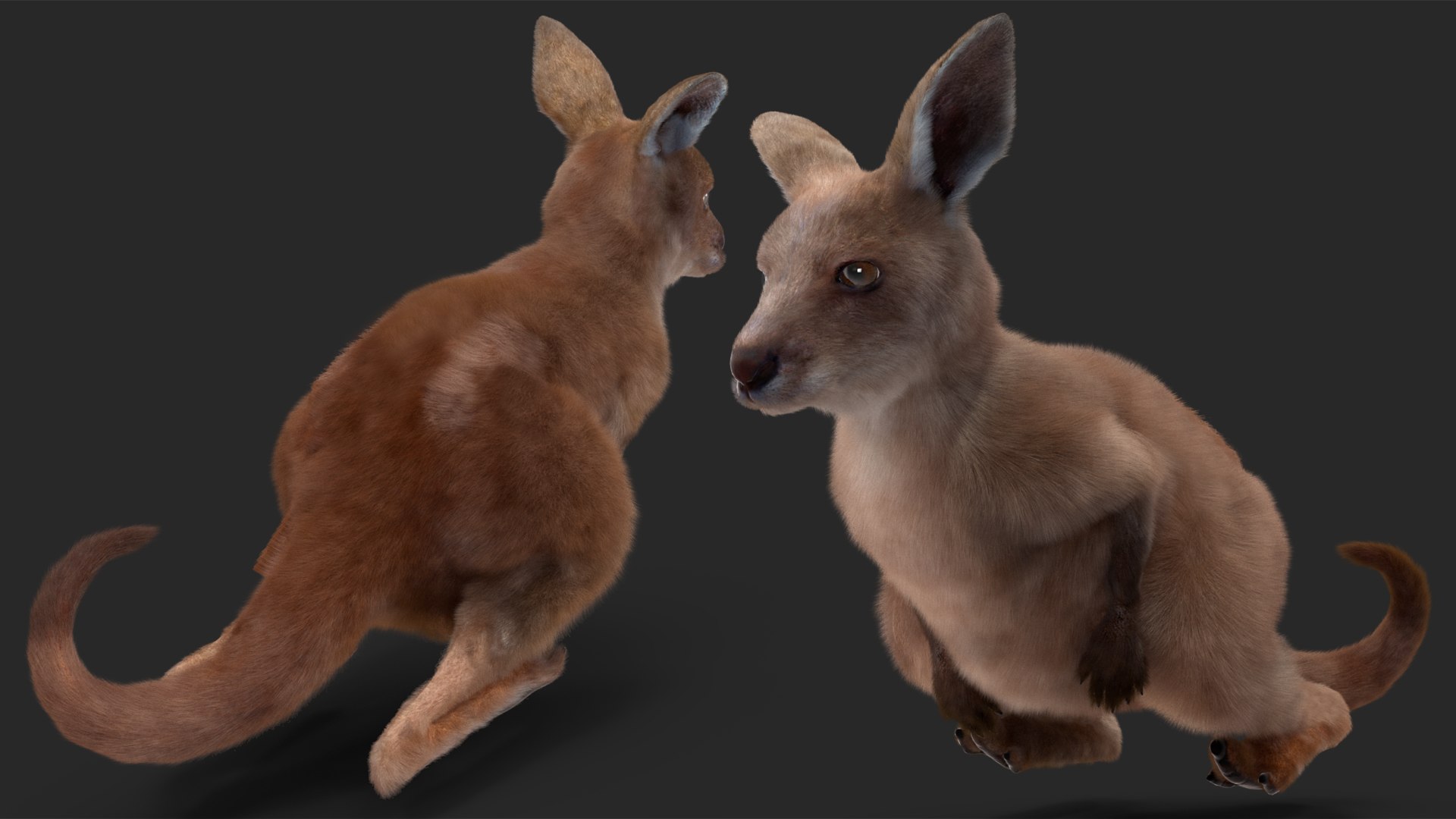 3D Mother Kangaroo With Baby Lying Fur Model - TurboSquid 2250326