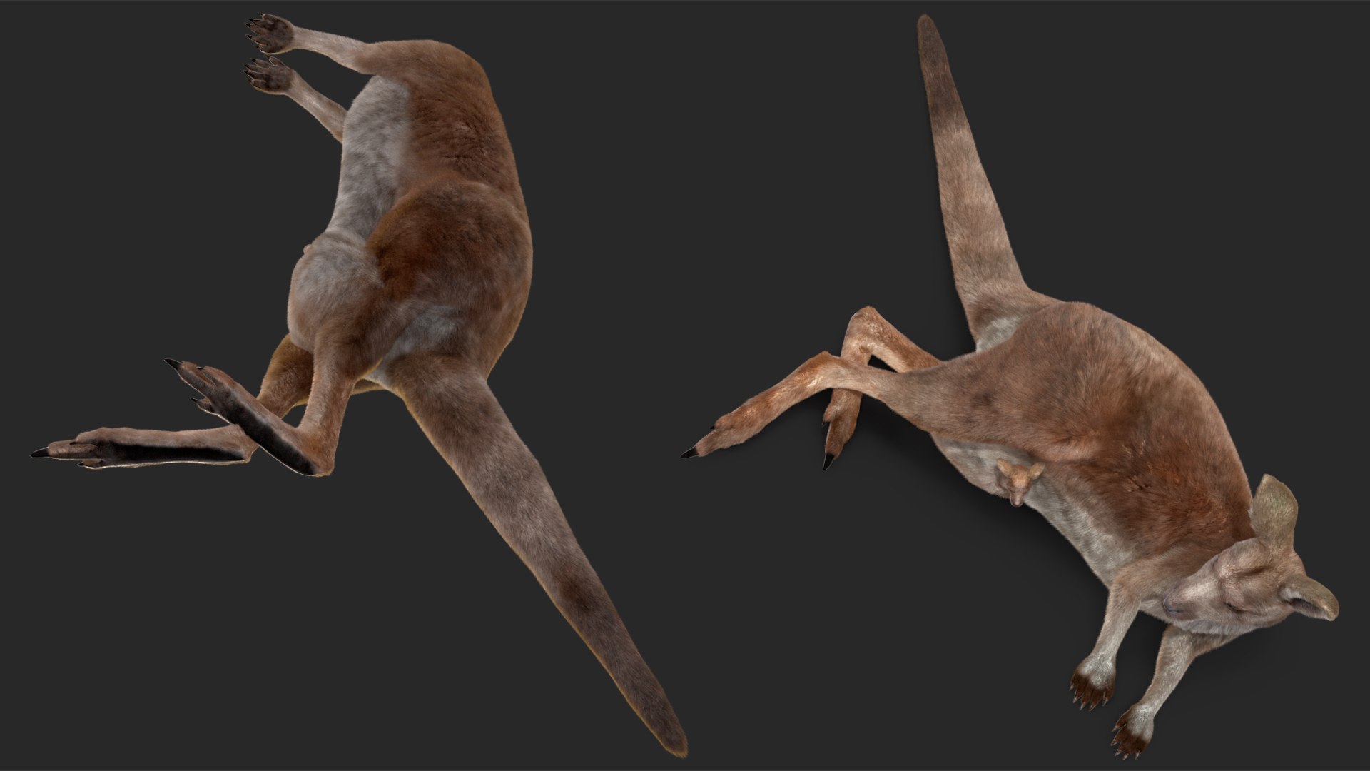3D Mother Kangaroo With Baby Lying Fur Model - TurboSquid 2250326
