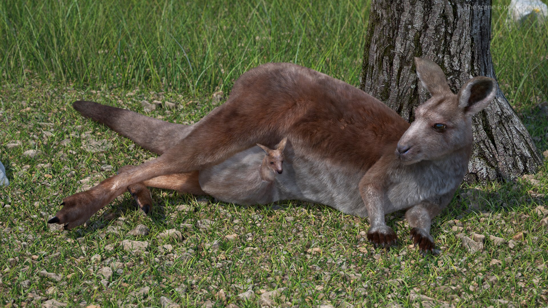 3D Mother Kangaroo With Baby Lying Fur Model - TurboSquid 2250326