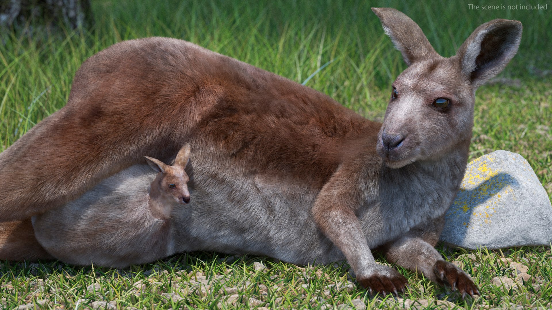 3D Mother Kangaroo With Baby Lying Fur Model - TurboSquid 2250326