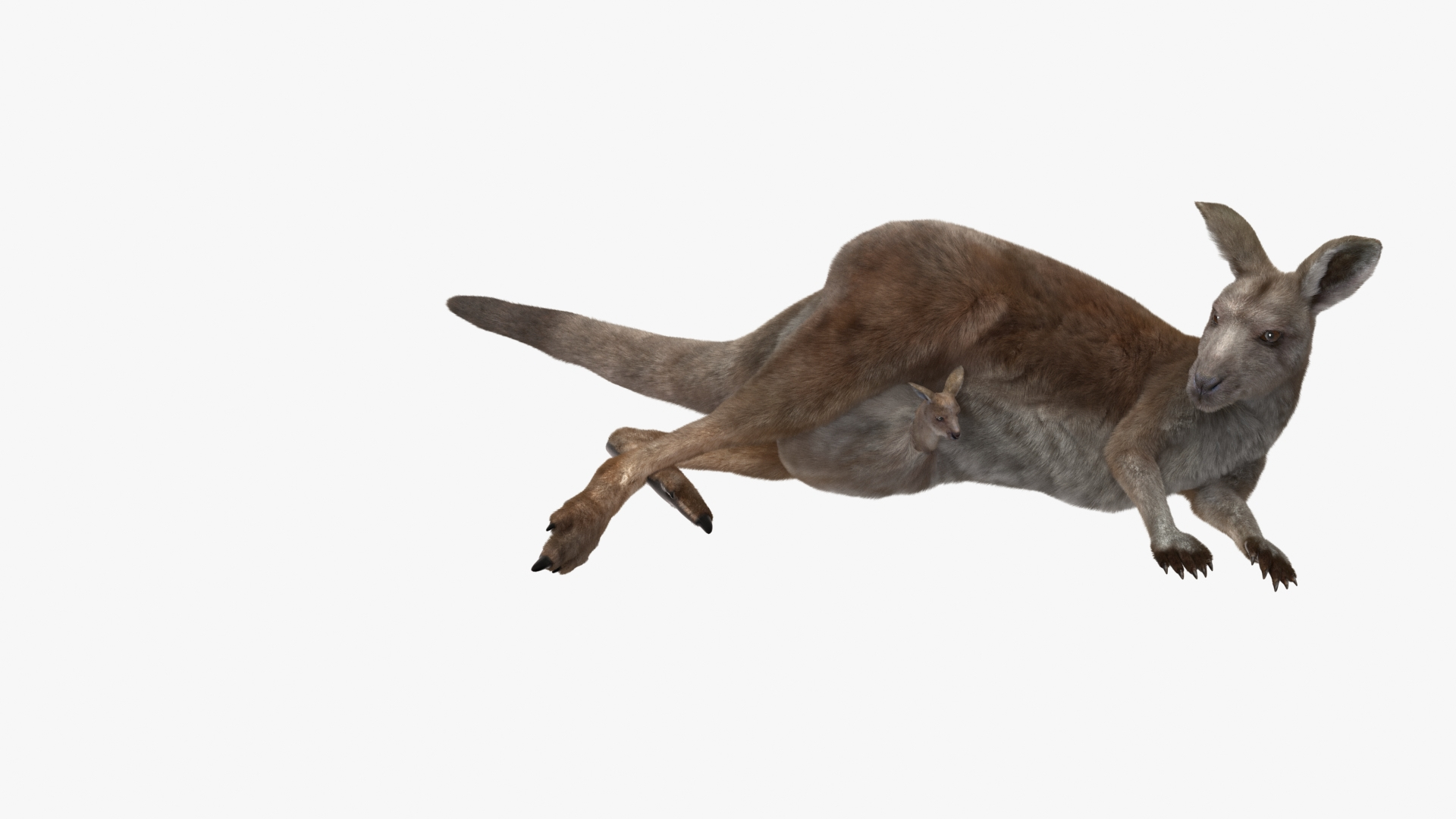 3D Mother Kangaroo With Baby Lying Fur Model - TurboSquid 2250326