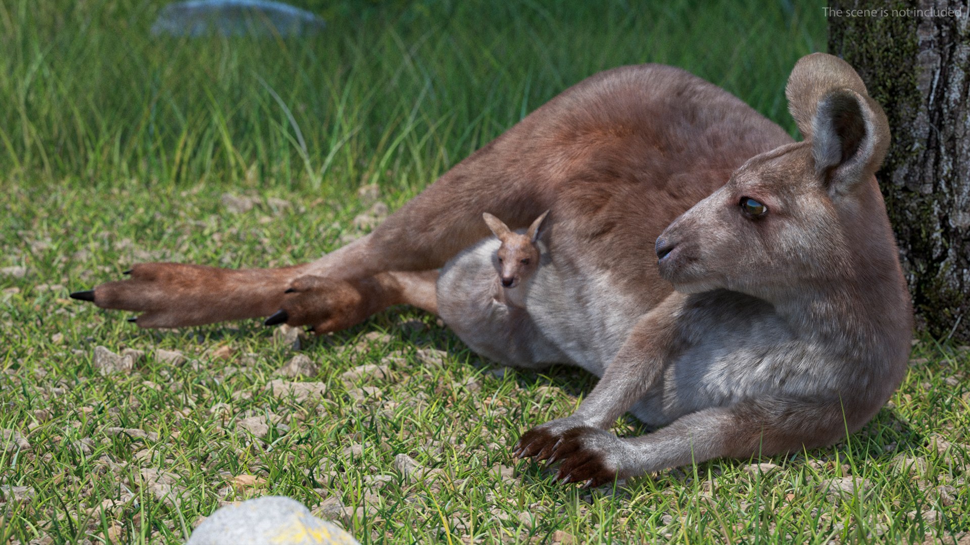 3D Mother Kangaroo With Baby Lying Fur Model - TurboSquid 2250326