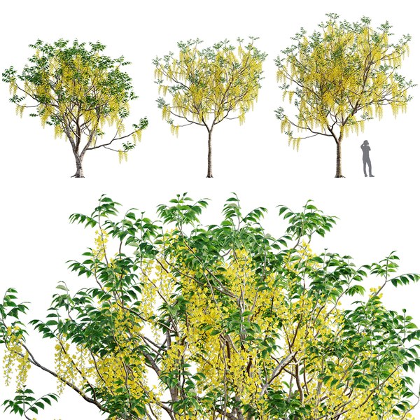 Fístula de cássia Modelo 3D - TurboSquid 1778409