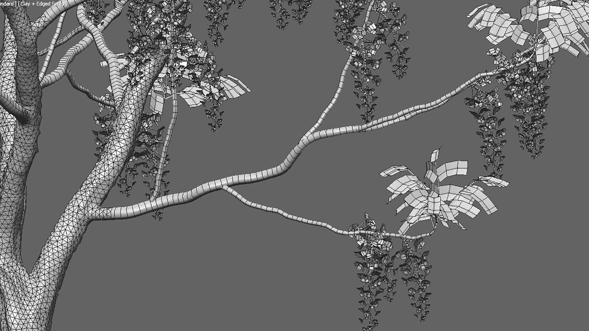 Cassia fistula 3D - TurboSquid 1778409