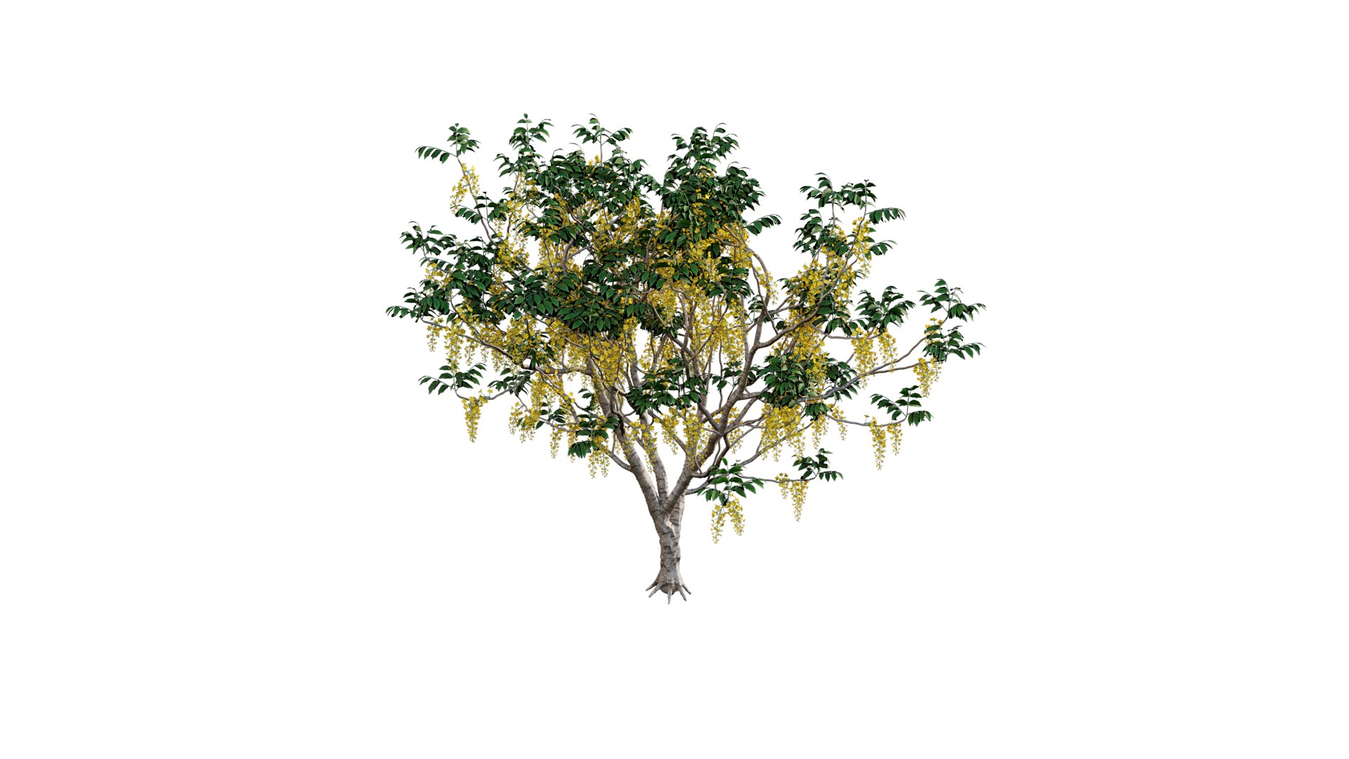 Cassia Fistula 3D - TurboSquid 1778409