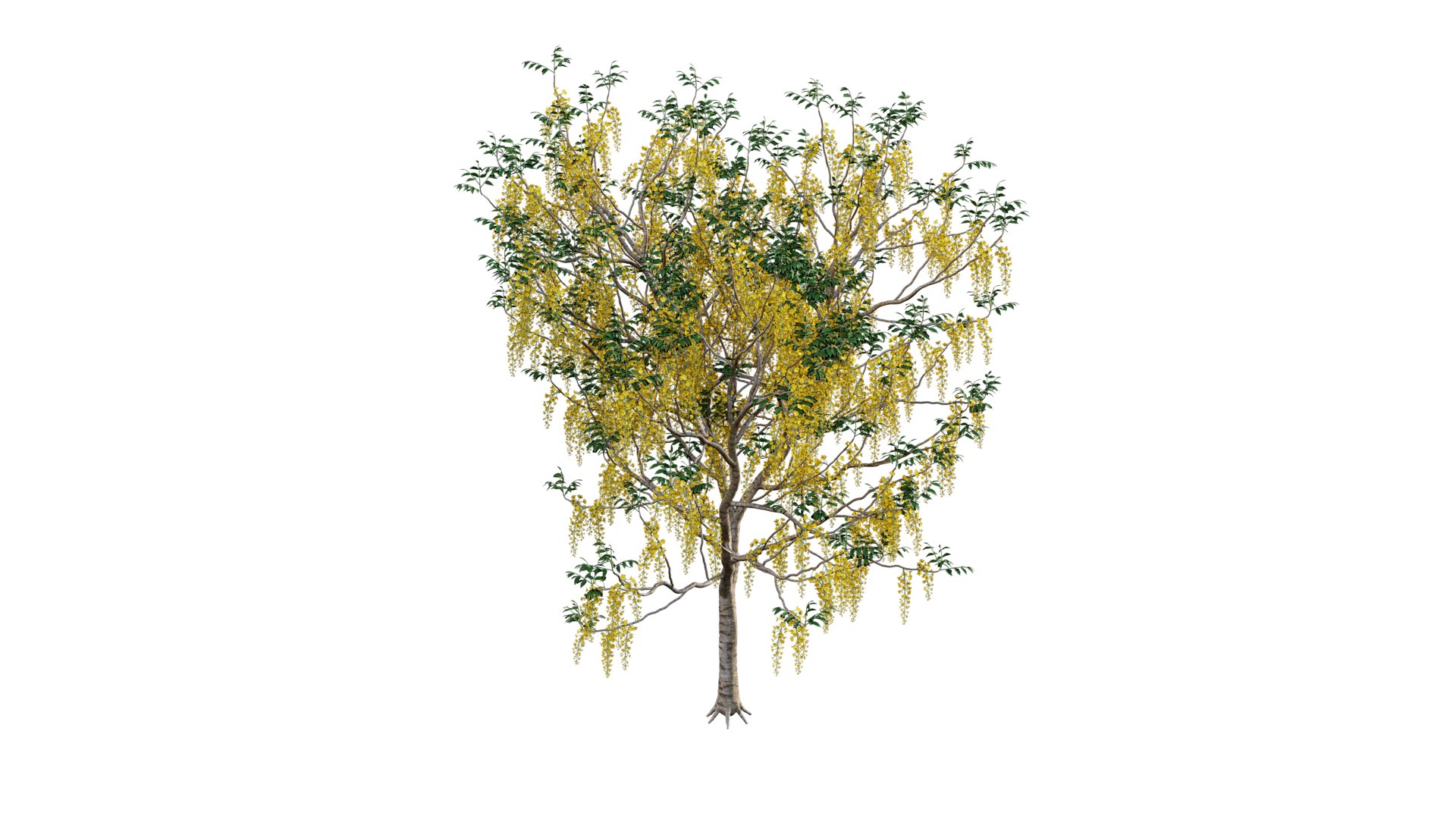 Cassia Fistula 3D - TurboSquid 1778409