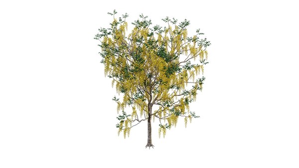 Cassia fistula 3D - TurboSquid 1778409