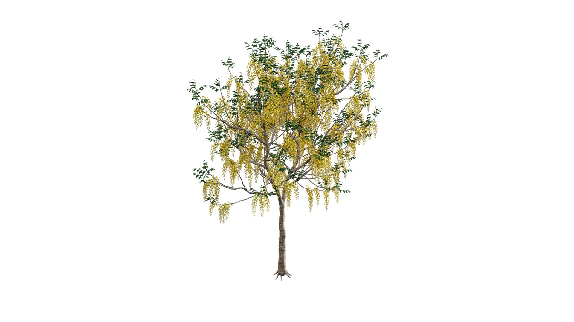 Cassia Fistula 3D - TurboSquid 1778409