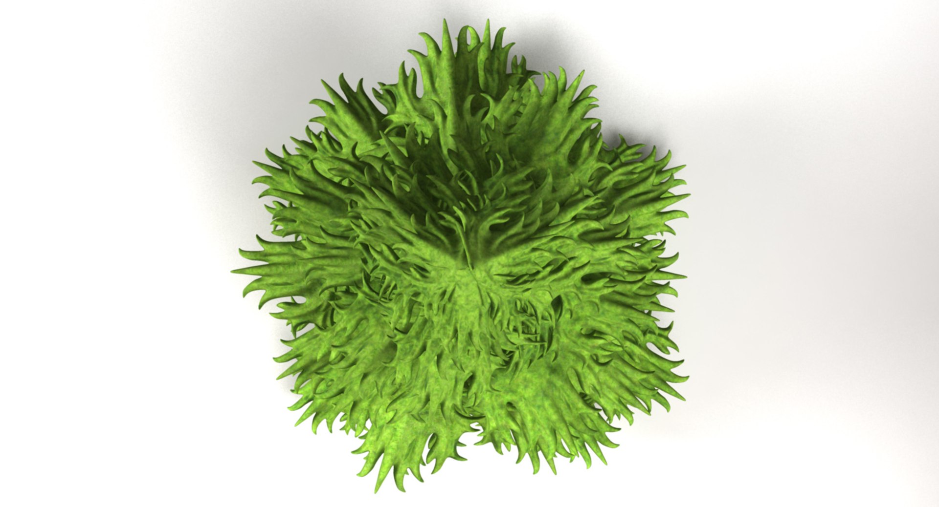 Fir Tree C4d