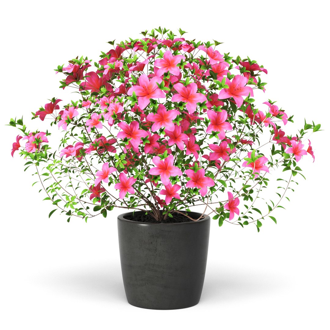 3D Plant Azalea - TurboSquid 1160075