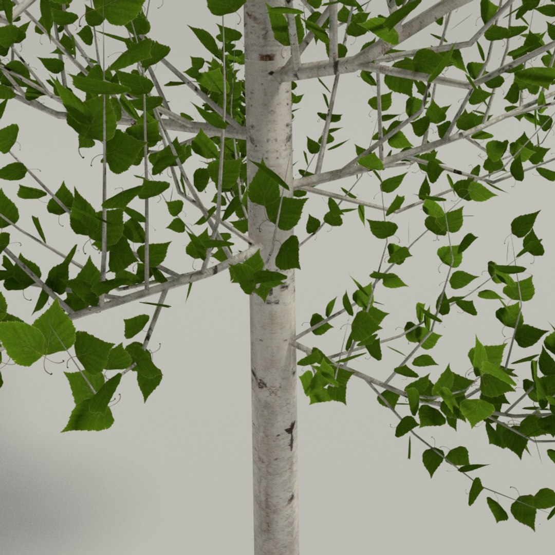 Birch Blender 3ds