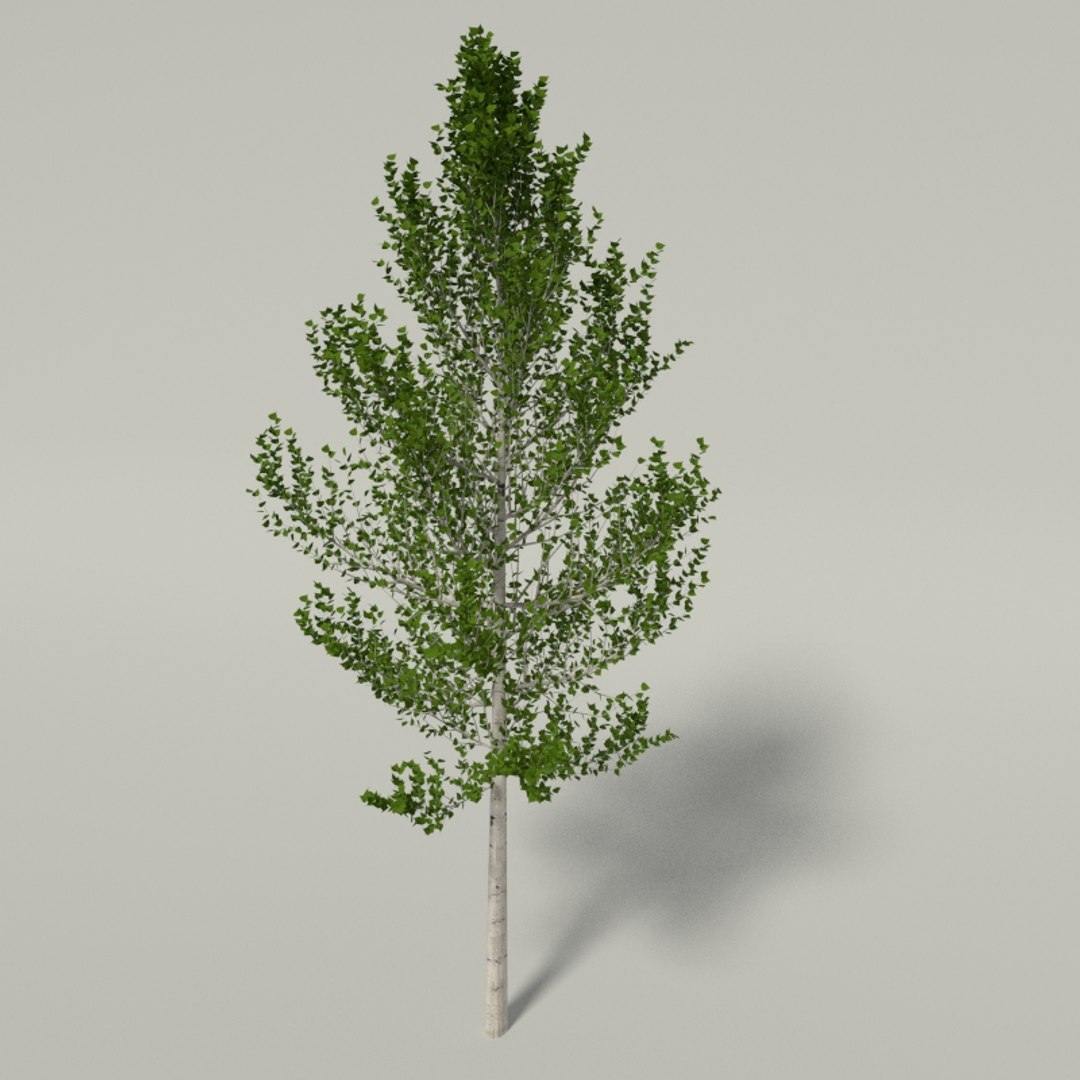 Birch Blender 3ds
