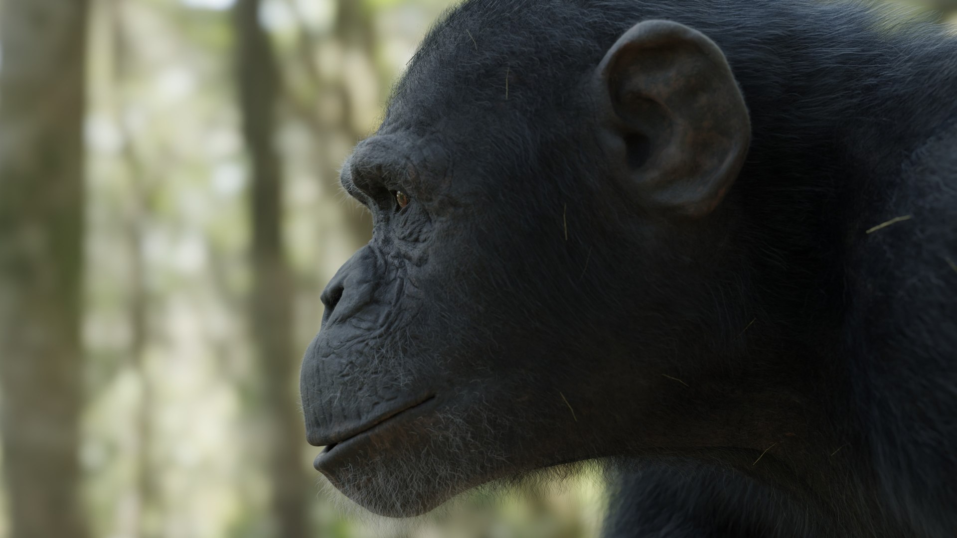 3D Chimpanzee model - TurboSquid 2005149