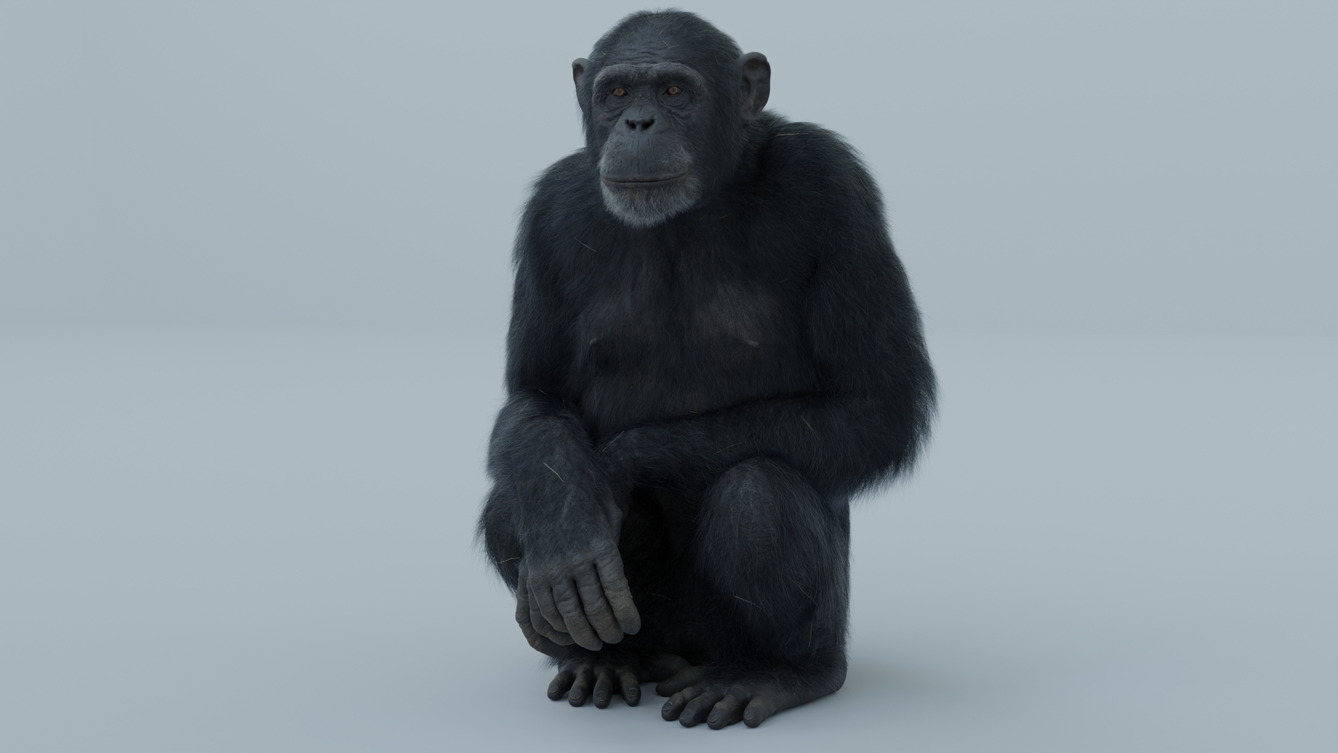 3D Chimpanzee model - TurboSquid 2005149