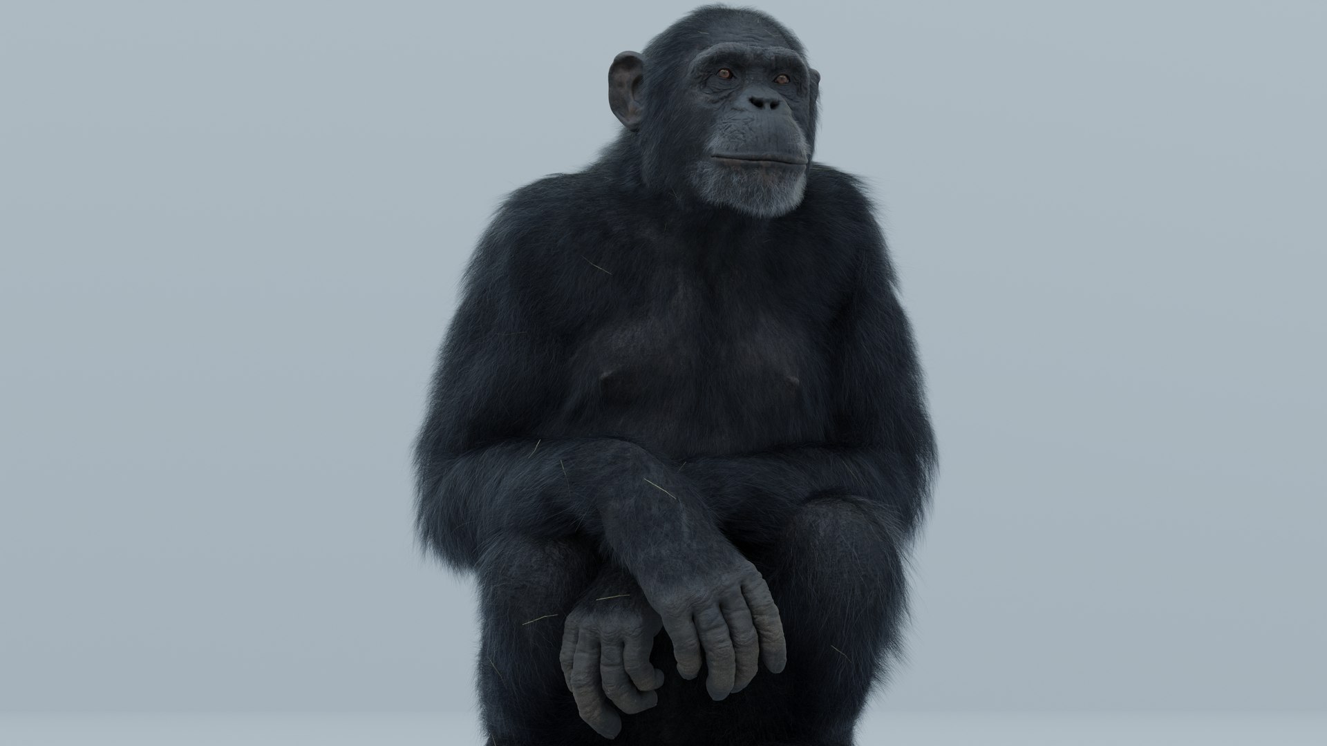 3D Chimpanzee model - TurboSquid 2005149