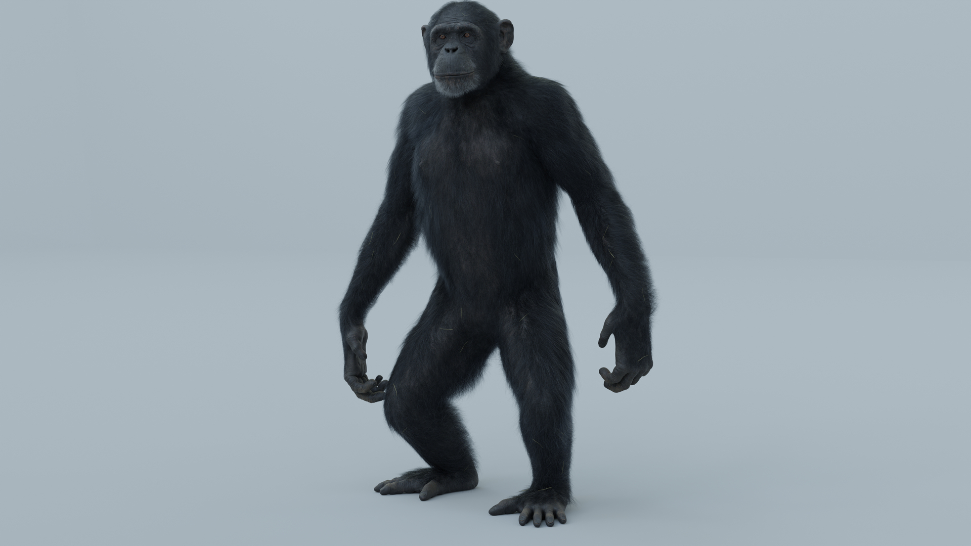 3D Chimpanzee model - TurboSquid 2005149