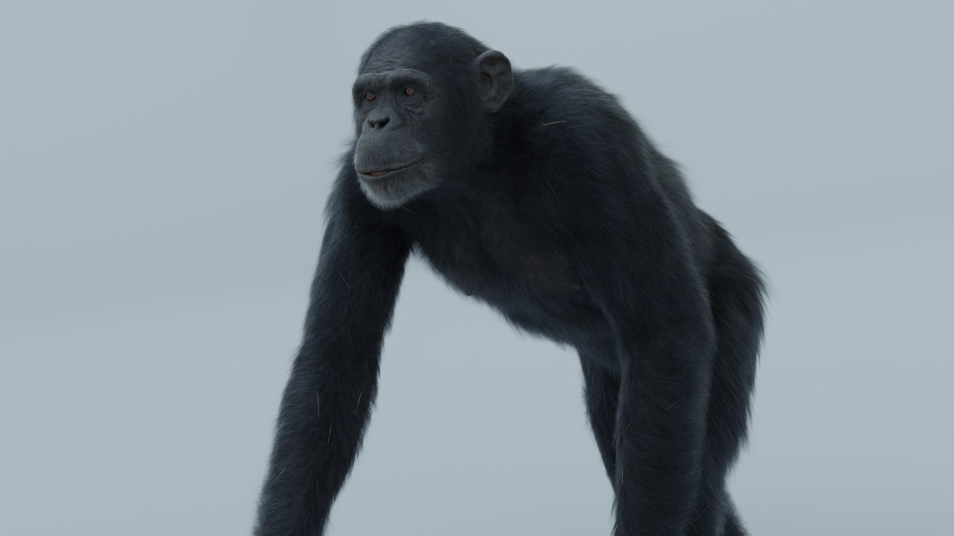 3D Chimpanzee model - TurboSquid 2005149