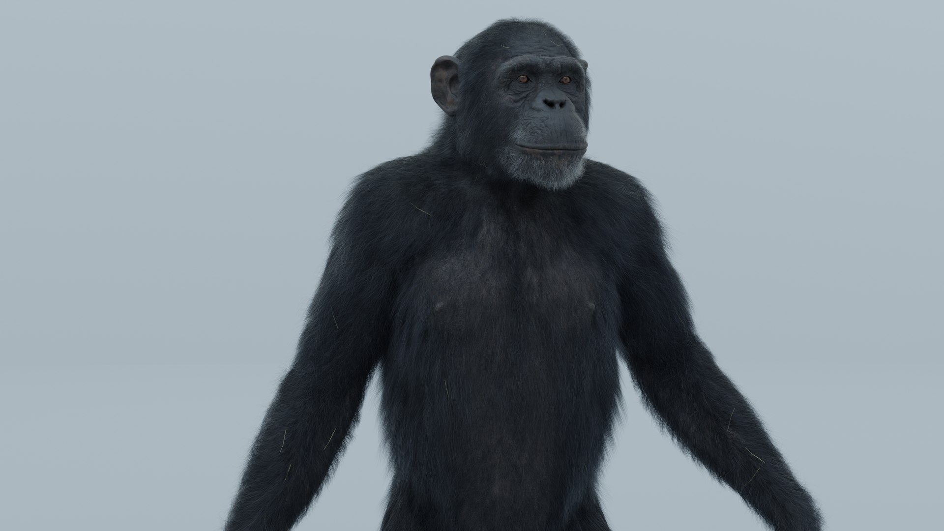 3D Chimpanzee model - TurboSquid 2005149