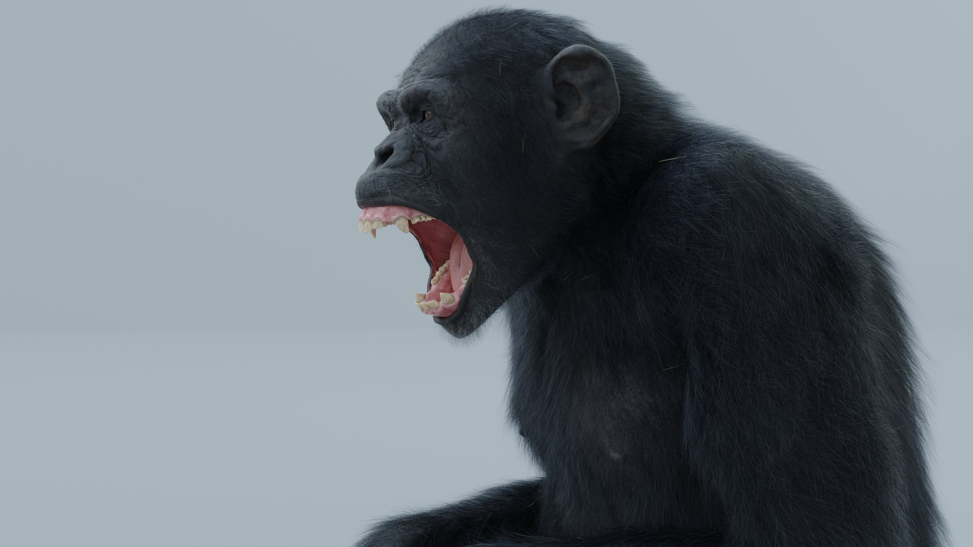 3D Chimpanzee model - TurboSquid 2005149