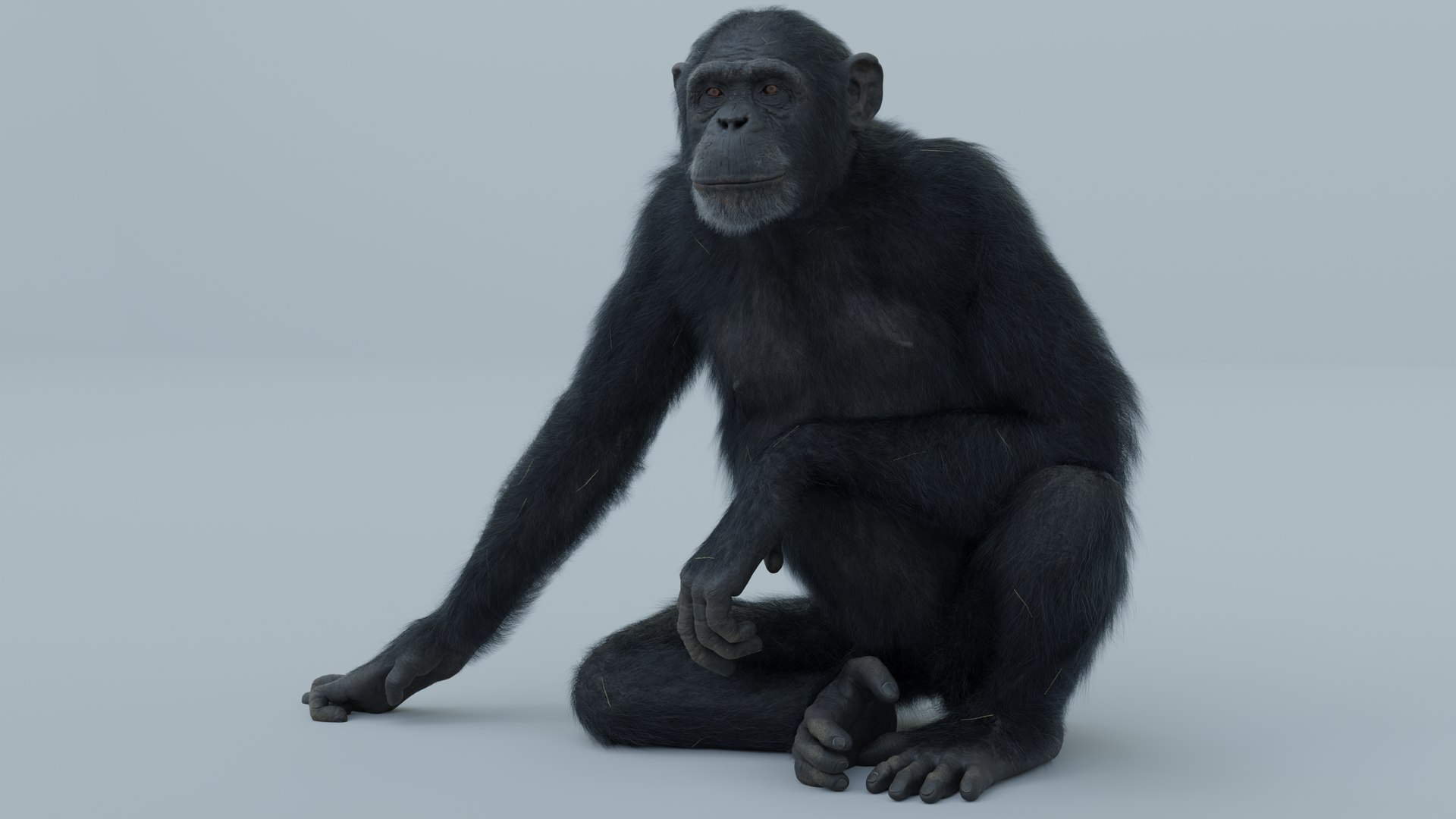 3D Chimpanzee model - TurboSquid 2005149