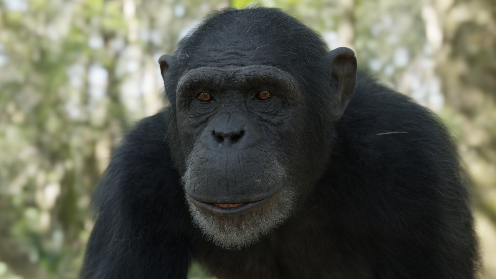3D Chimpanzee model - TurboSquid 2005149