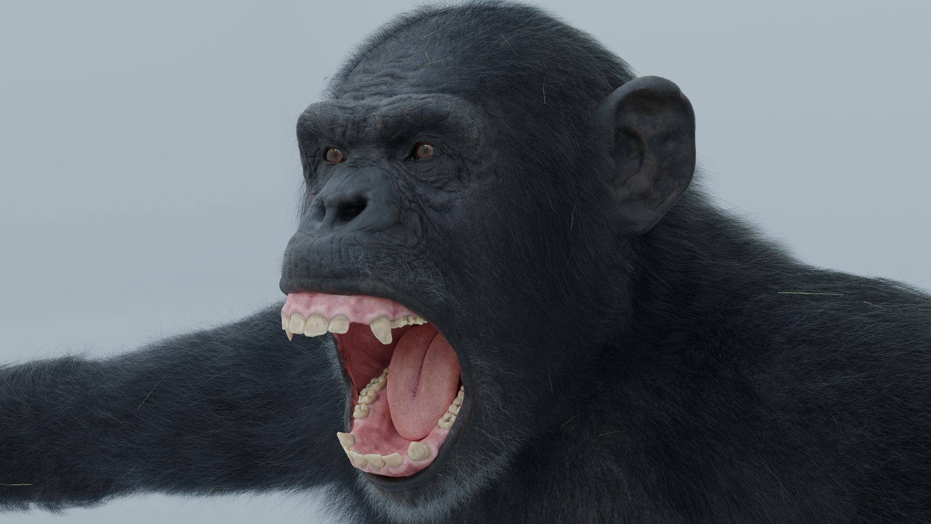 3D Chimpanzee model - TurboSquid 2005149