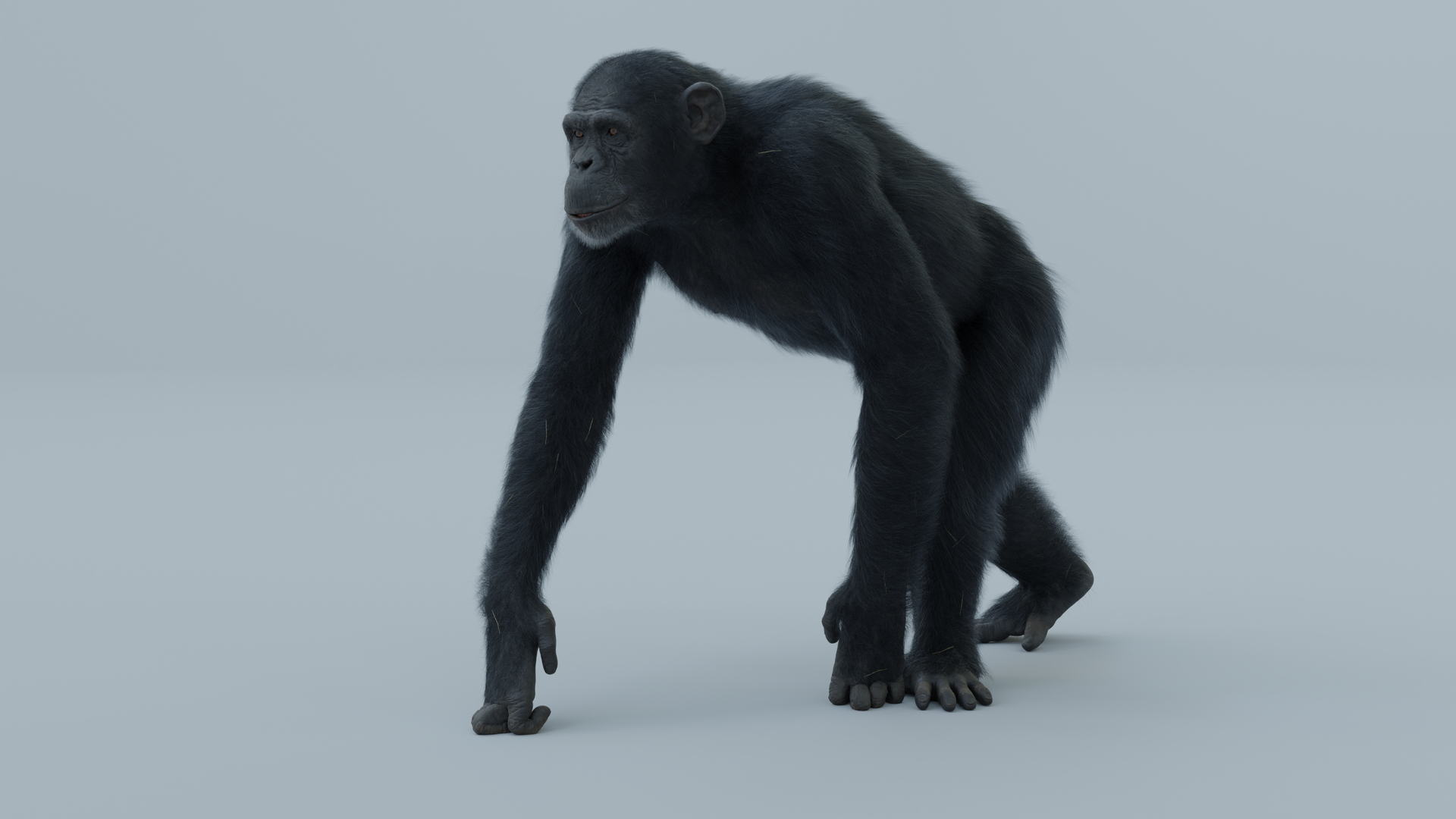 3D Chimpanzee model - TurboSquid 2005149