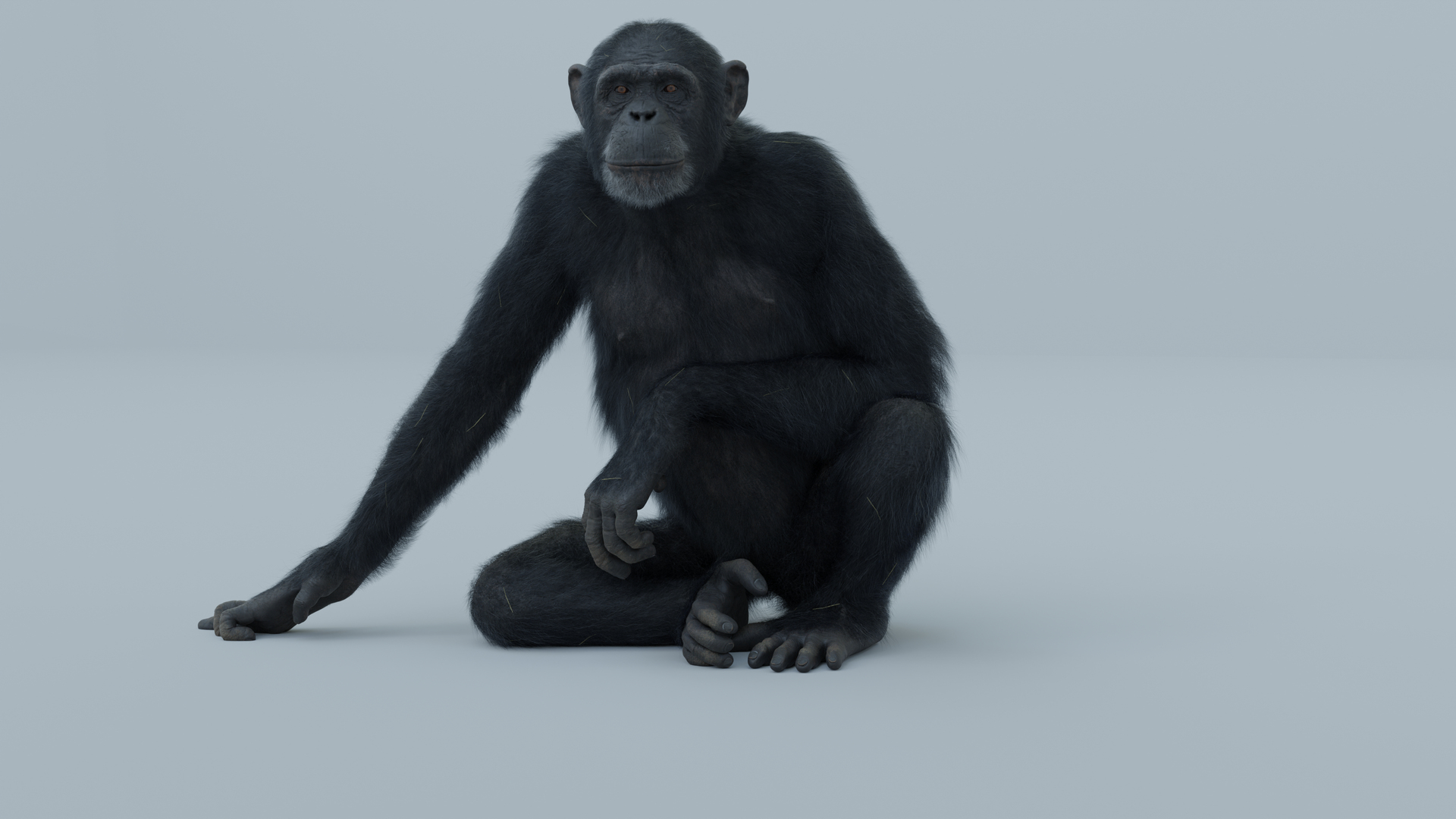 3D Chimpanzee model - TurboSquid 2005149