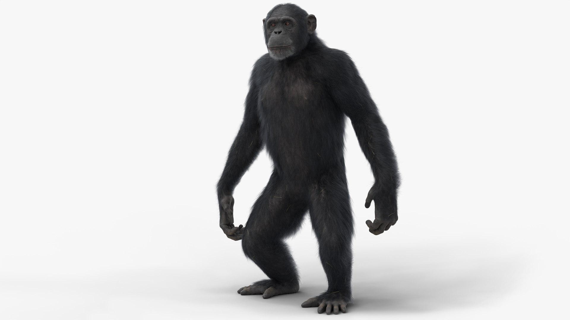 3D Chimpanzee model - TurboSquid 2005149