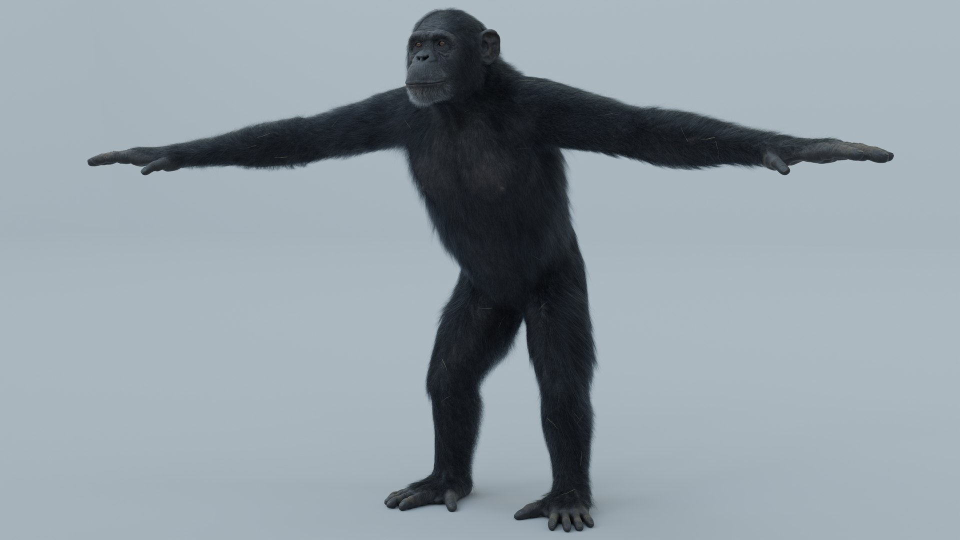 3D Chimpanzee model - TurboSquid 2005149