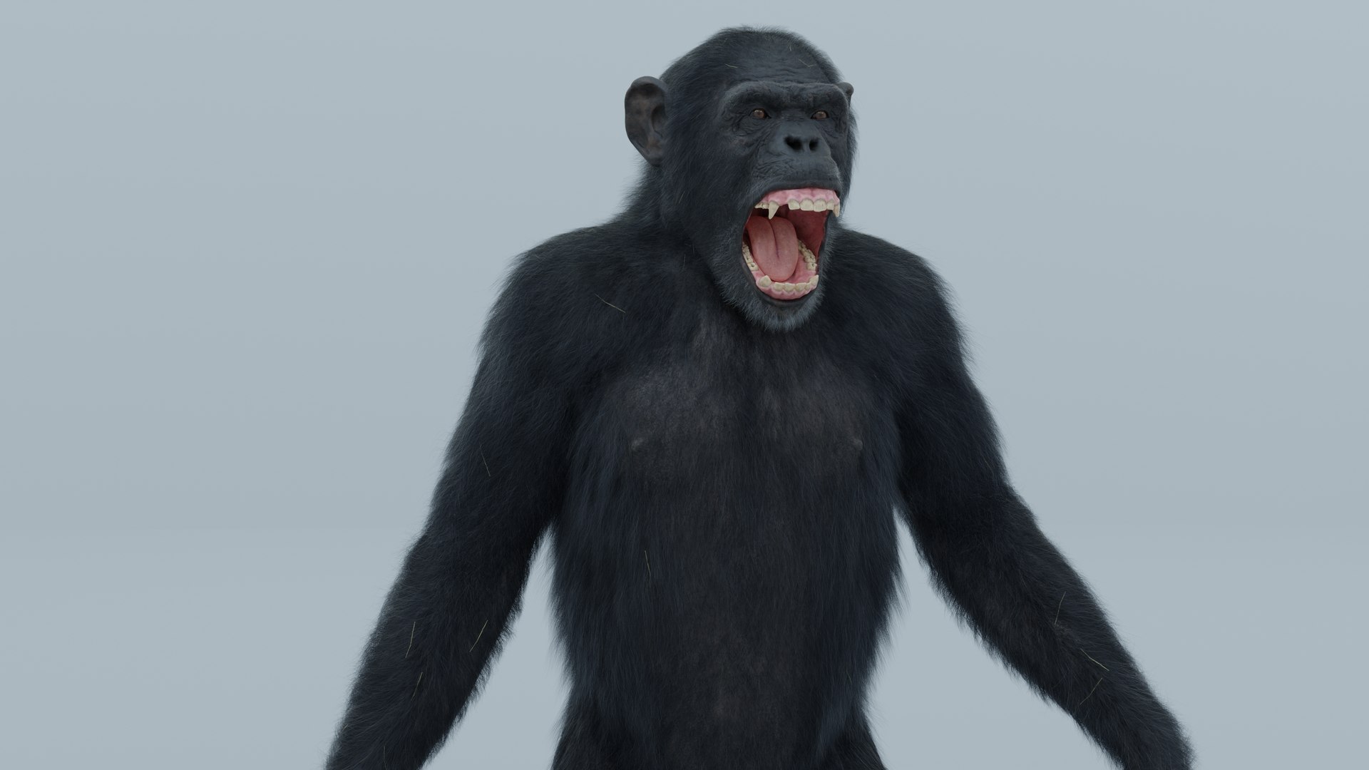 3D Chimpanzee model - TurboSquid 2005149