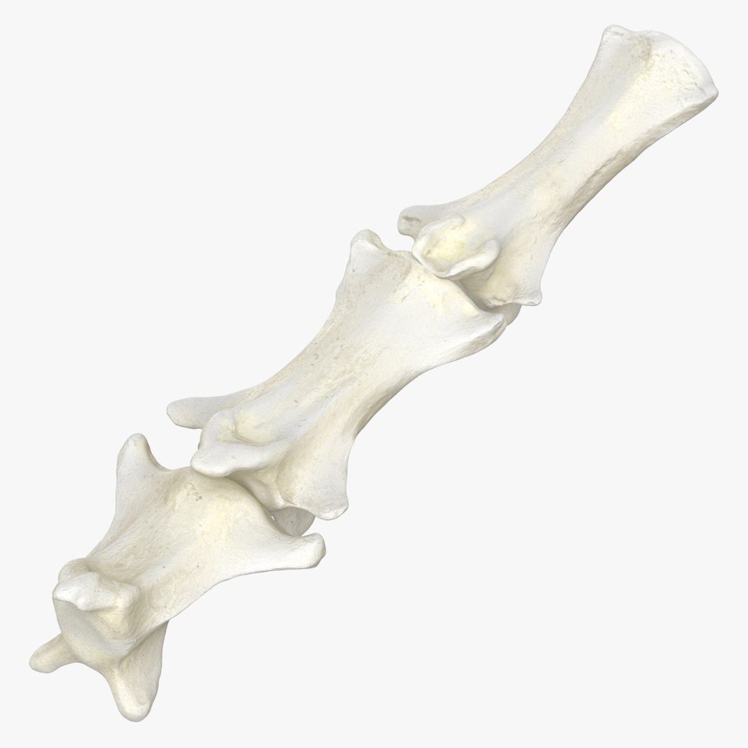 cat vertebrae bone