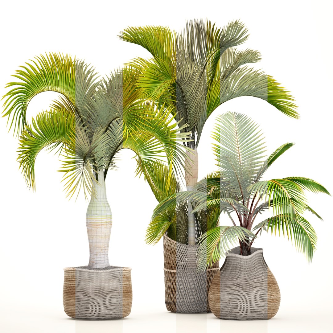 3D Tropical Plants Model - TurboSquid 1209866