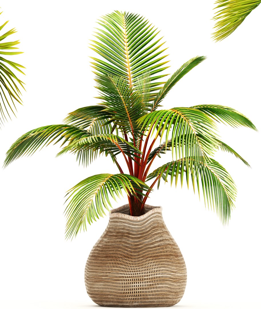 3D Tropical Plants Model - TurboSquid 1209866
