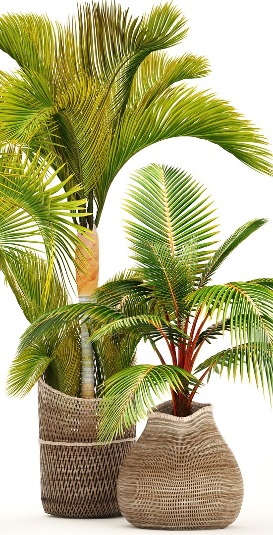 3D Tropical Plants Model - TurboSquid 1209866