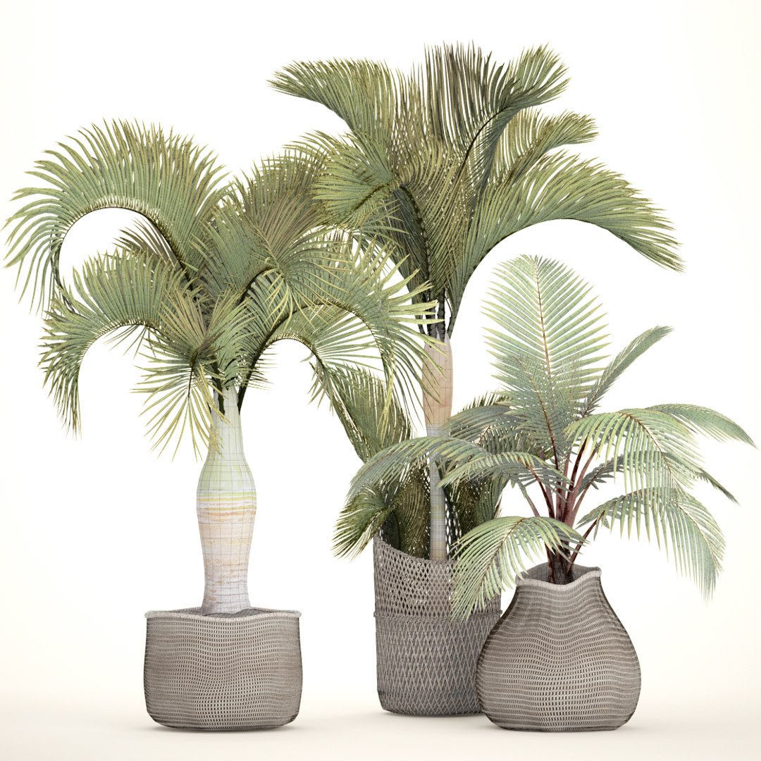 3D Tropical Plants Model - TurboSquid 1209866